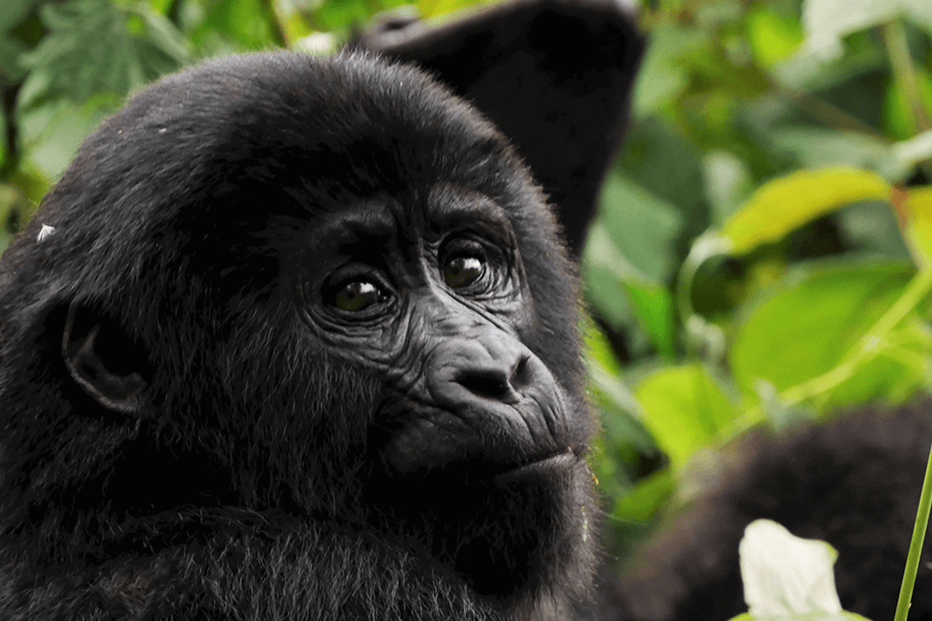Why Are Mountain Gorillas Endangered? & What You Can Do About It ...