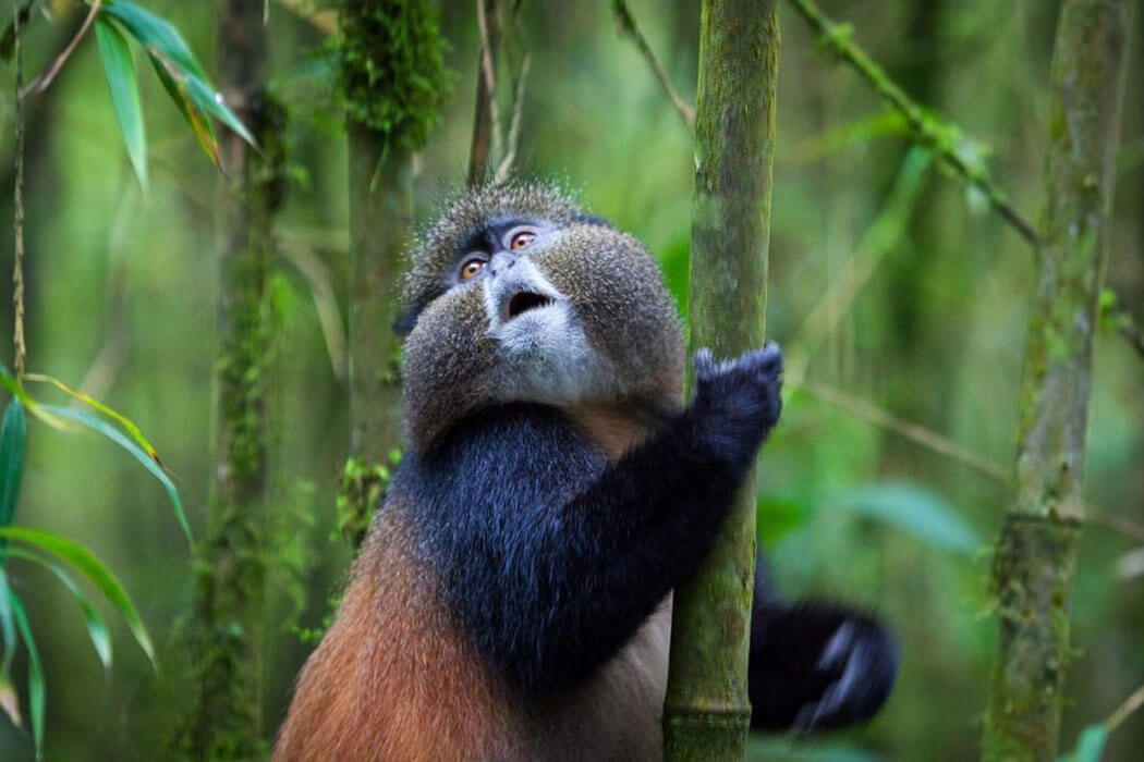 Golden Monkey Facts. 5 Things Most PEOPLE Don't Know. | Exclusive ...