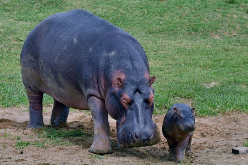 35+ Fun Facts About Hippos. More Dangerous Than A Lion? | Exclusive ...