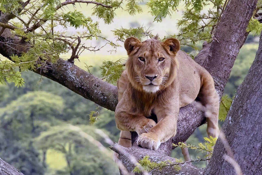 Tree Climbing Lions Of Ishasha. Uganda's Strange Lions | Exclusive ...
