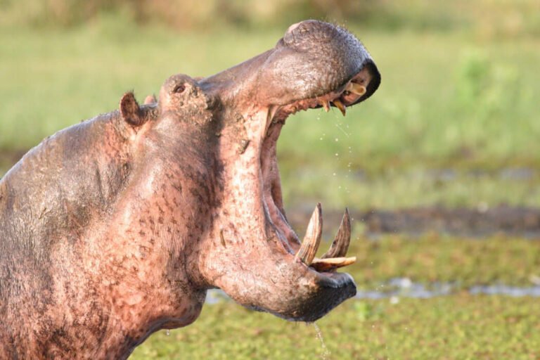 35+ Fun Facts About Hippos. More Dangerous Than A Lion? | Exclusive ...